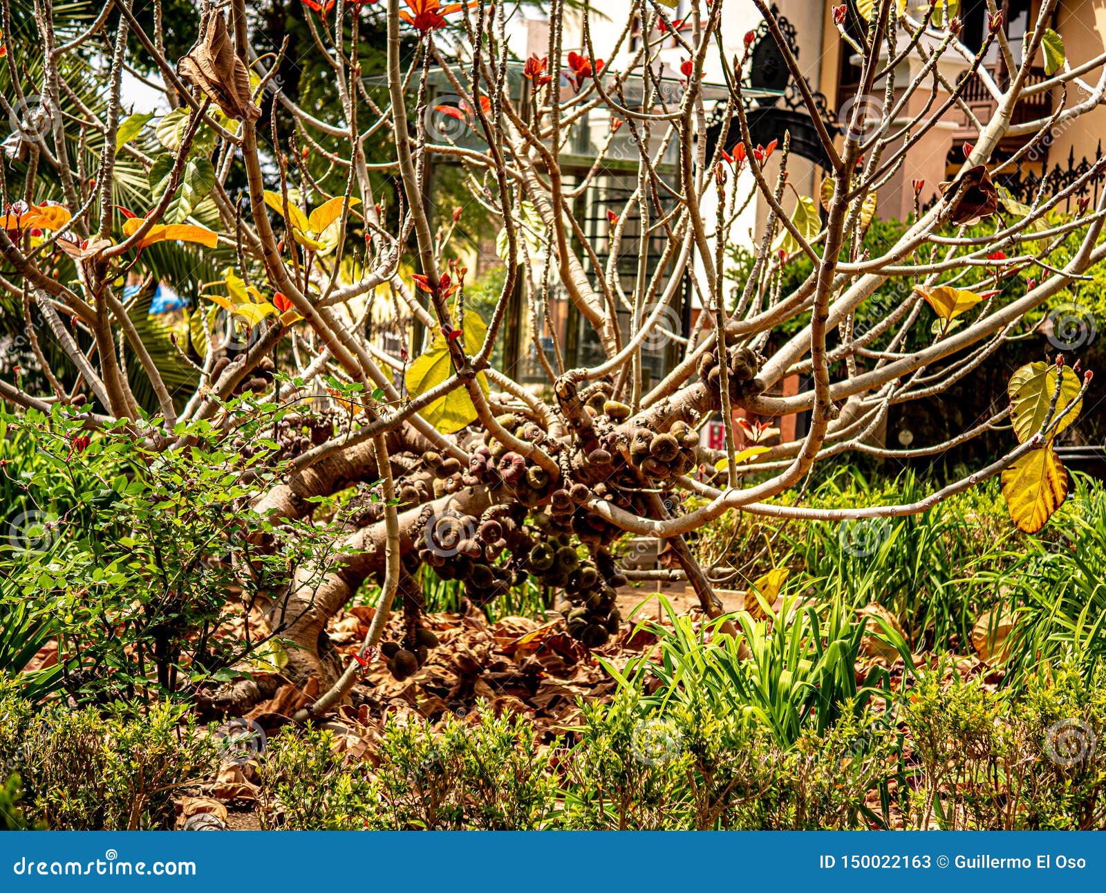 Interesting Shot of an Old Dangling Tree Stock Image - Image of ...