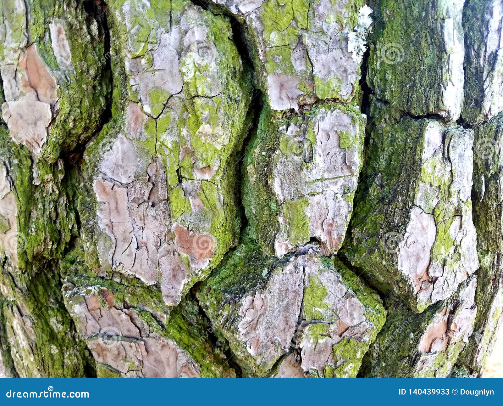 Tree Bark Close Up stock image. Image of tree, naturaltextures - 140439933