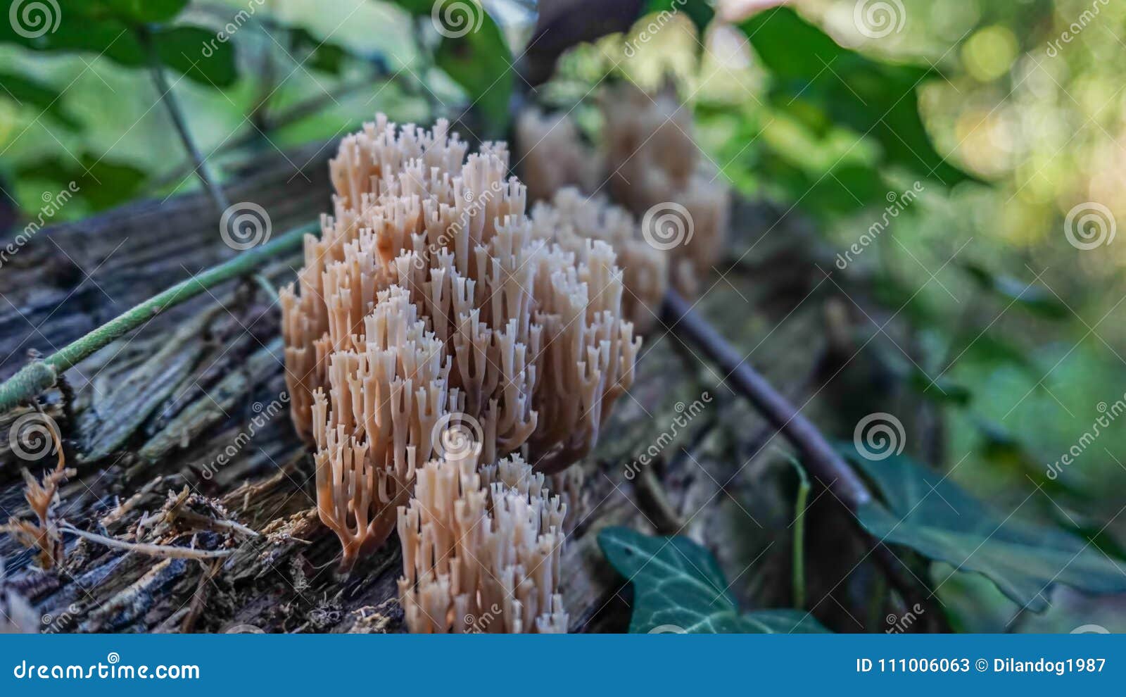 Interesting Small Mushrooms Stock Image - Image of small, cute: 111006063