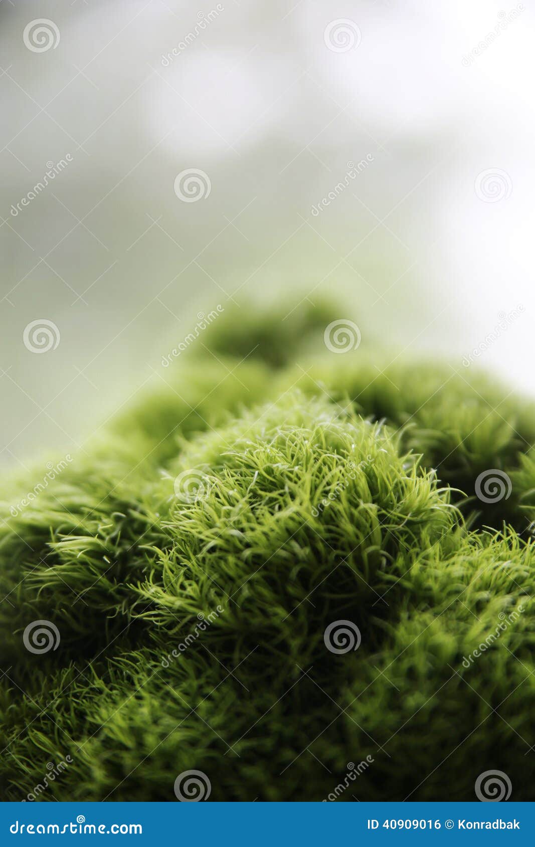 Interesting Specimen of the Nature Stock Photo - Image of beautiful ...