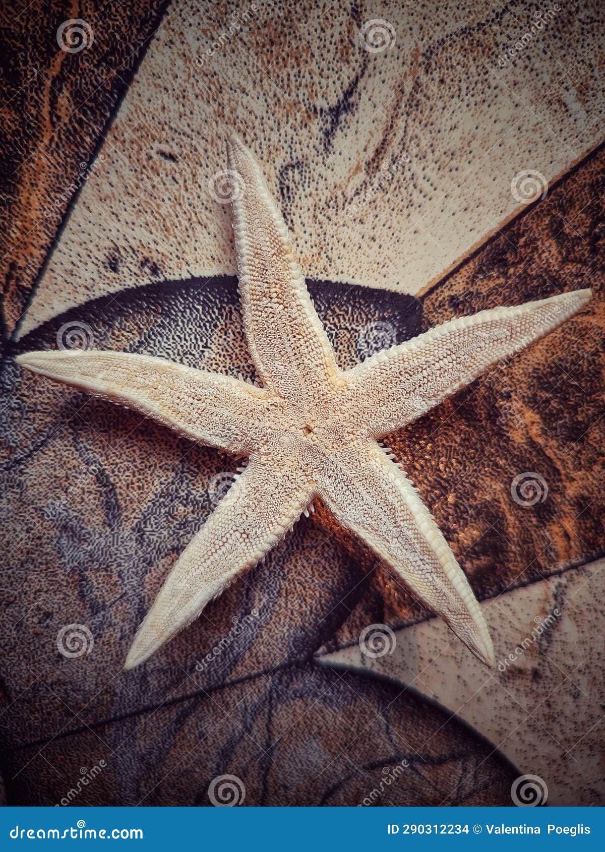 Interesting Starfish Texture. Beautiful Pattern on a Starfish. Stock ...