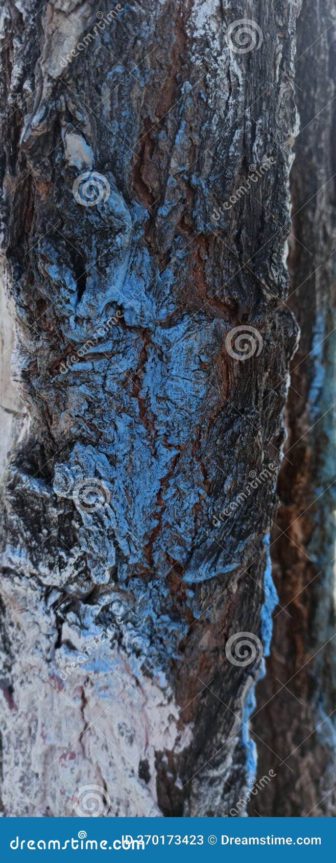 Interesting Texture of the Cracked Bark of a Blue and Beige Tree Stock ...