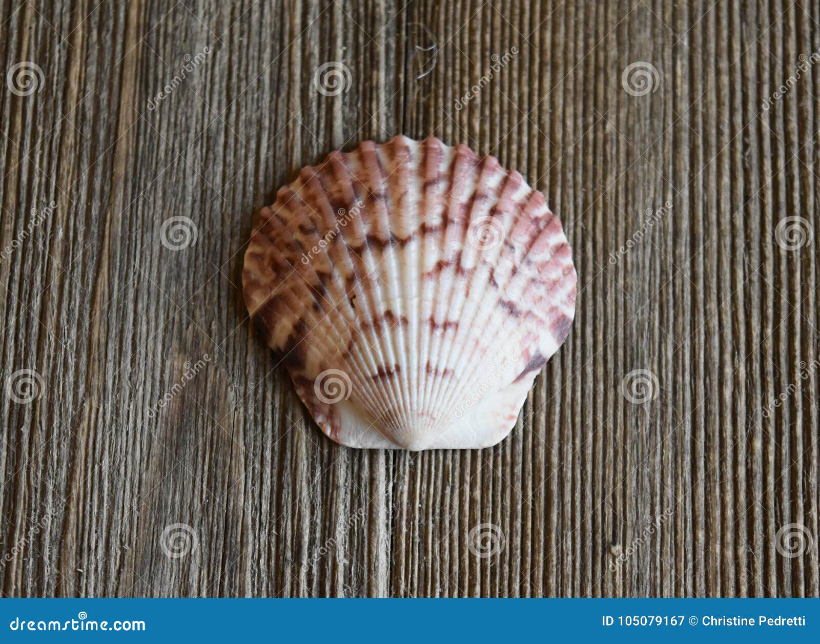 Interesting Textured Sea Shells Grouped for Display Stock Image - Image ...