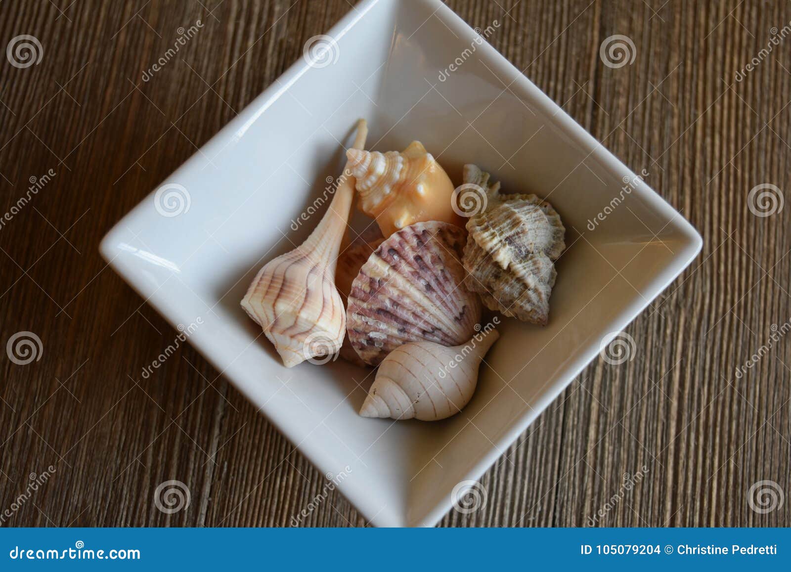 Interesting Textured Sea Shells Grouped for Display Stock Photo - Image ...