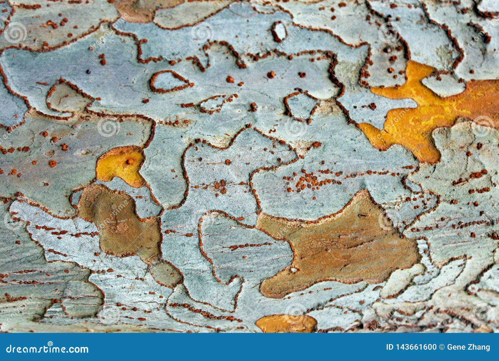 Topology or Patterns of the Tree Bark of Drake Elm Stock Photo - Image ...