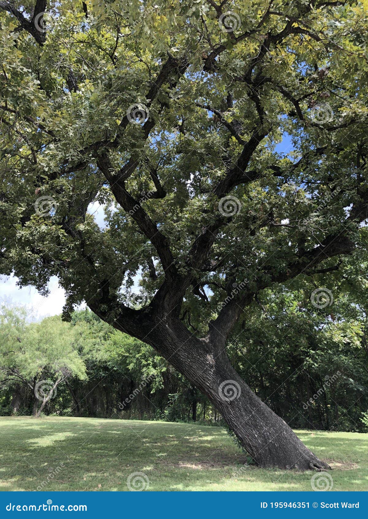Interesting tree stock image. Image of tree, interesting - 195946351
