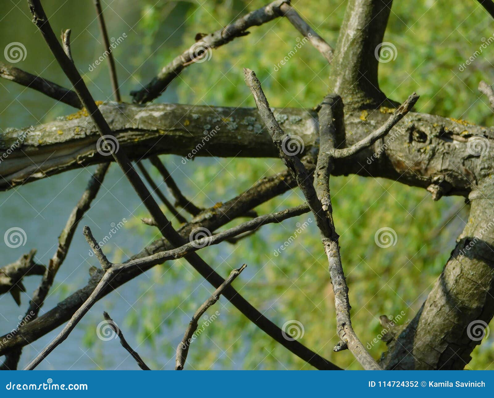 Interesting Tree Branch and Moss Stock Photo - Image of rapana, blossom ...