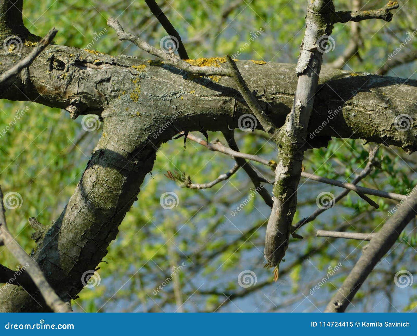 Interesting Tree Branch and Moss Stock Image - Image of nature, online ...