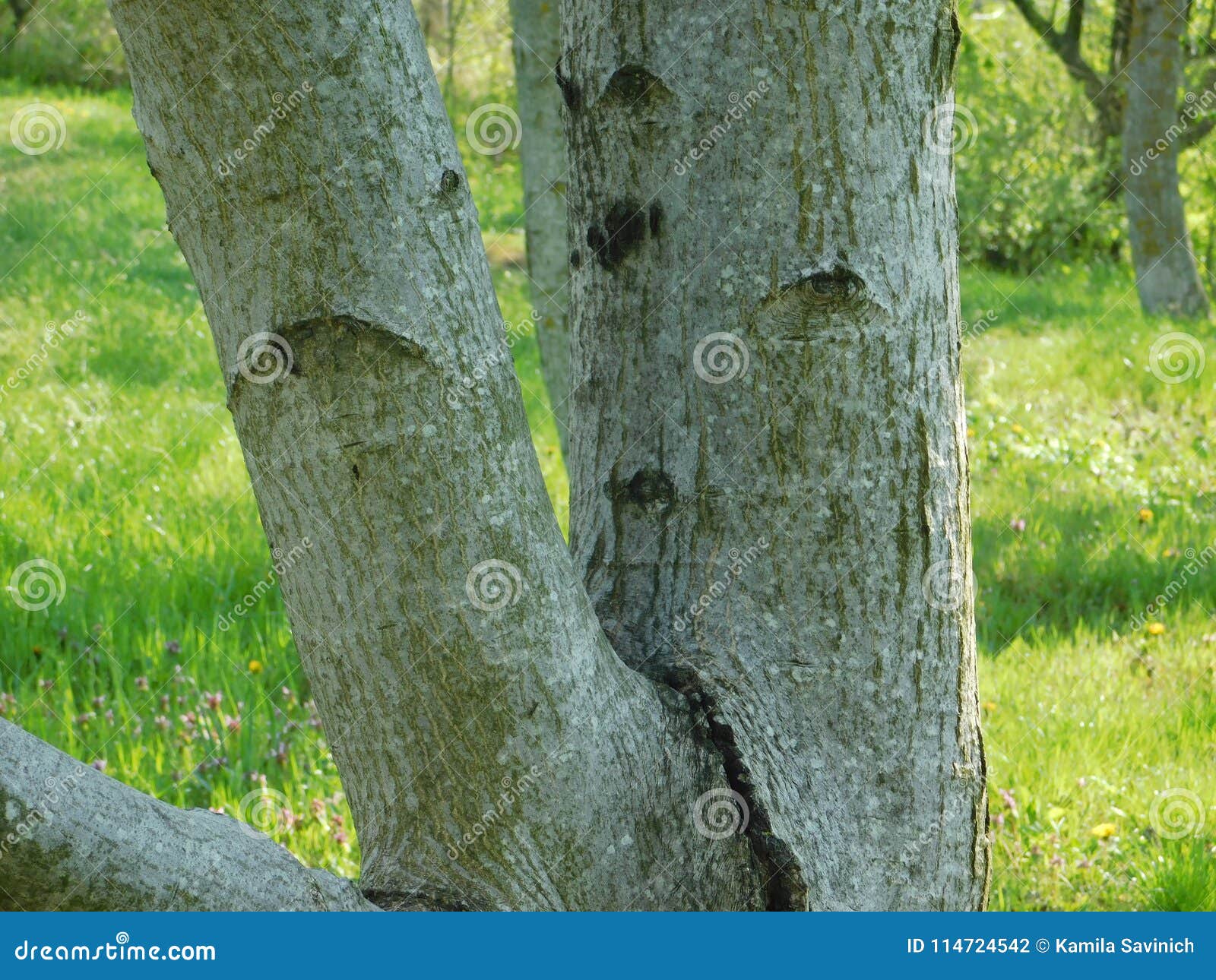 Interesting Tree Branch and Moss Stock Photo - Image of shells, rapana ...