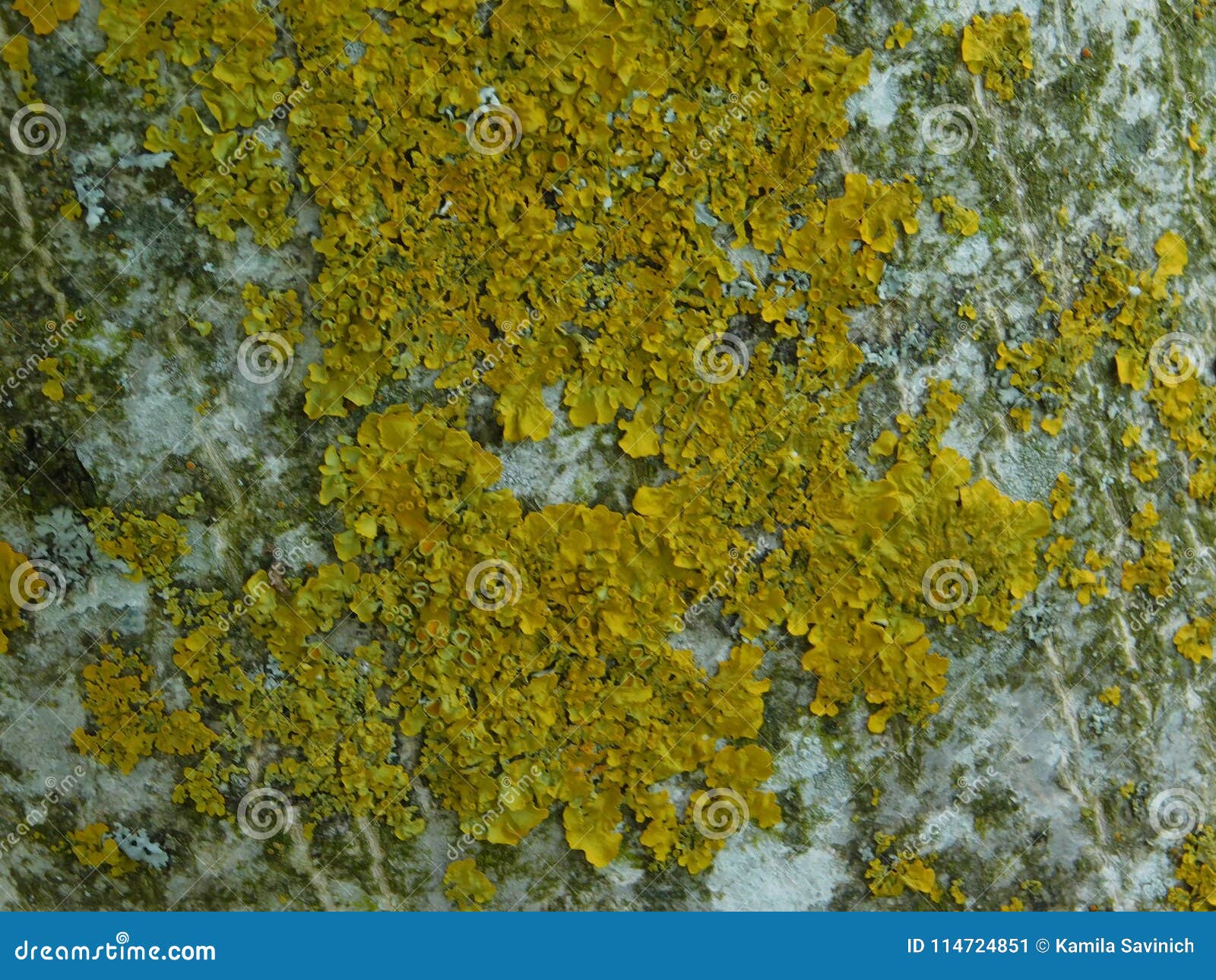 Interesting Tree Branch and Moss Stock Image - Image of shells, selling ...