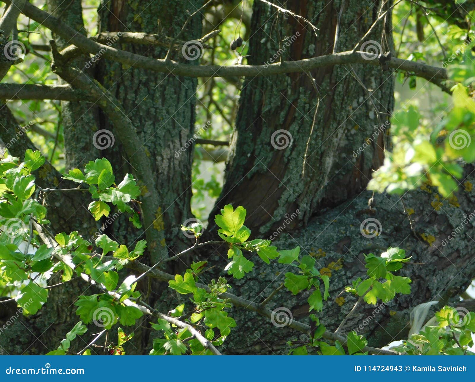 Interesting Tree Branch and Moss Stock Image - Image of gardening ...