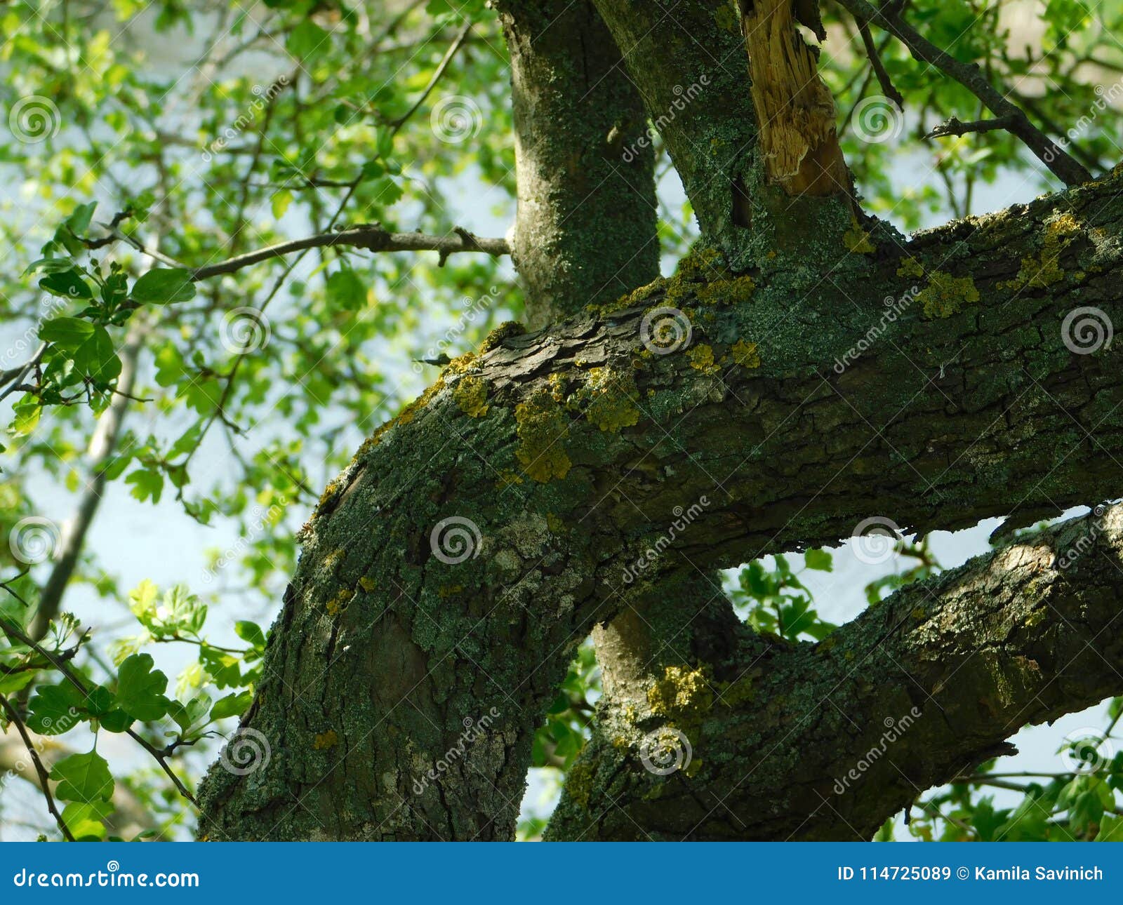 Interesting Tree Branch and Moss Stock Image - Image of site, tall ...