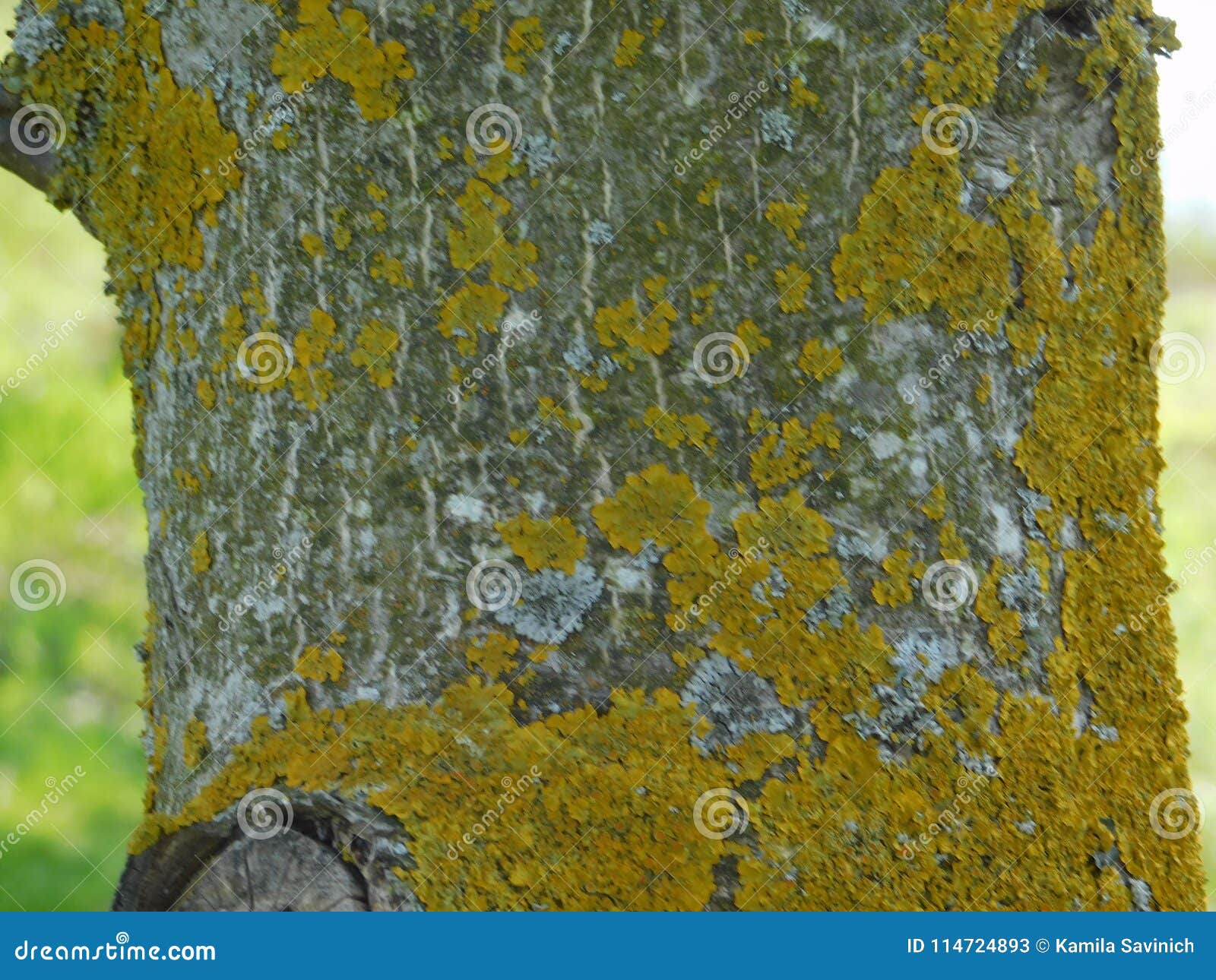Interesting Tree Branch and Moss Stock Image - Image of tall ...