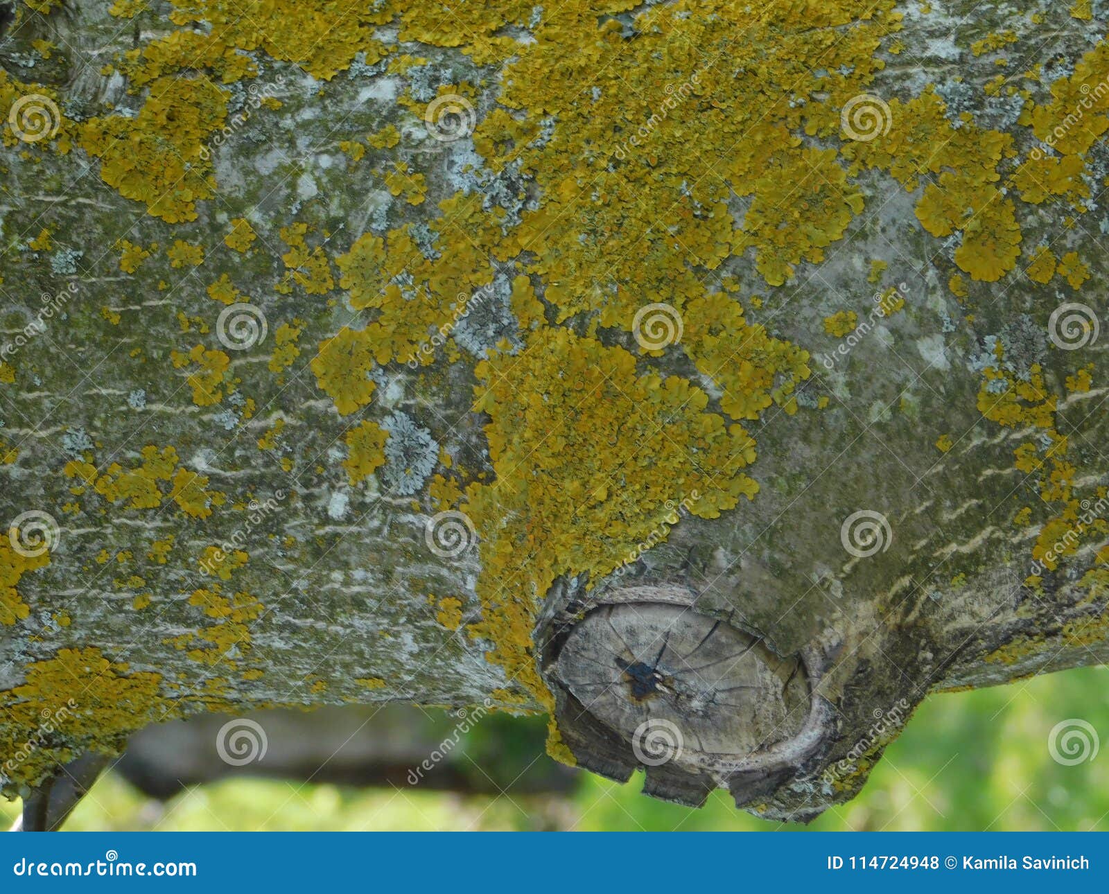 Interesting Tree Branch and Moss Stock Photo - Image of gardening ...