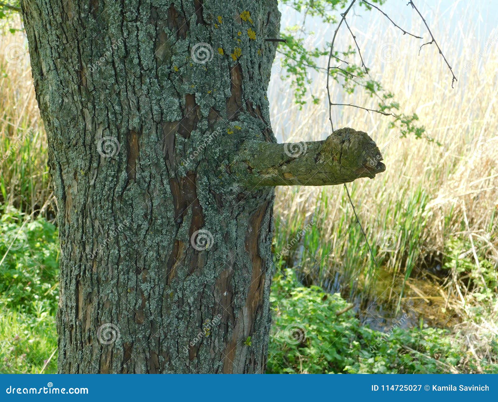 Interesting Tree Branch and Moss Stock Image - Image of parsley, bark ...