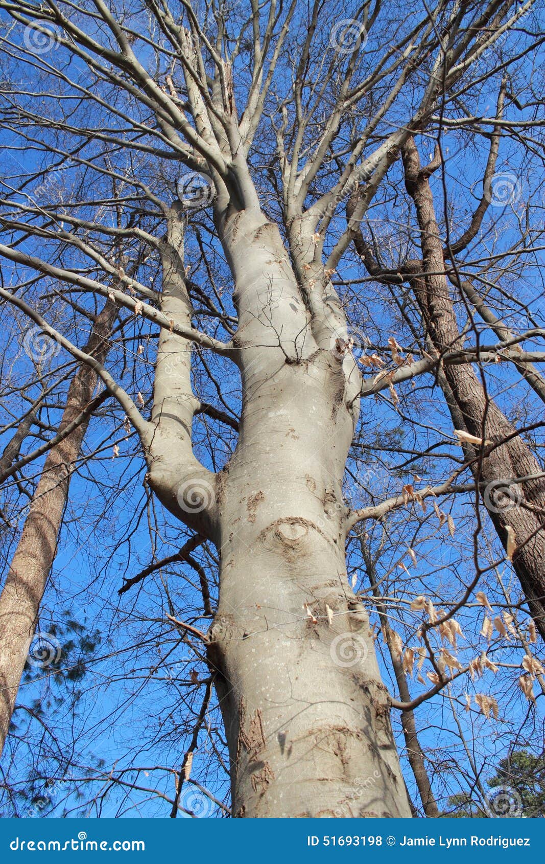 Interesting tree stock photo. Image of structure, trees - 51693198
