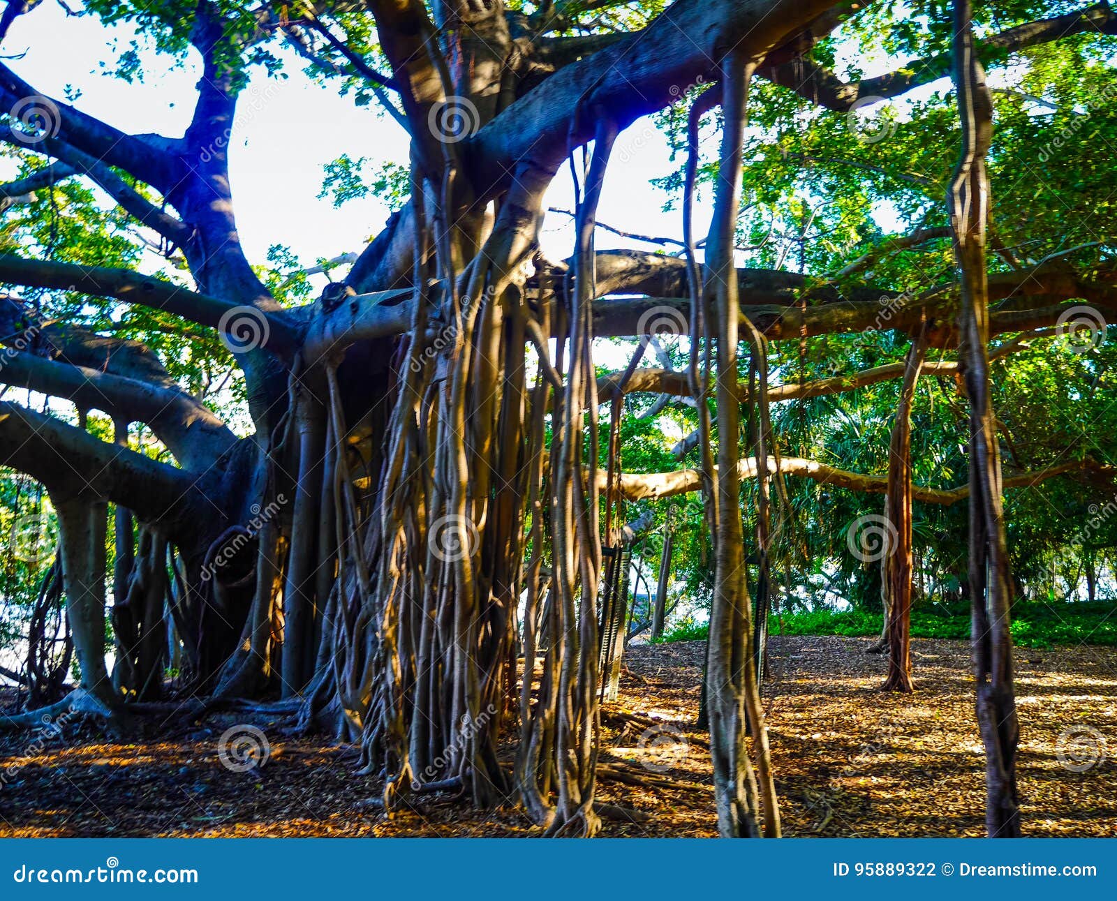 Interesting Tree with Falling Branches Stock Photo - Image of branches ...