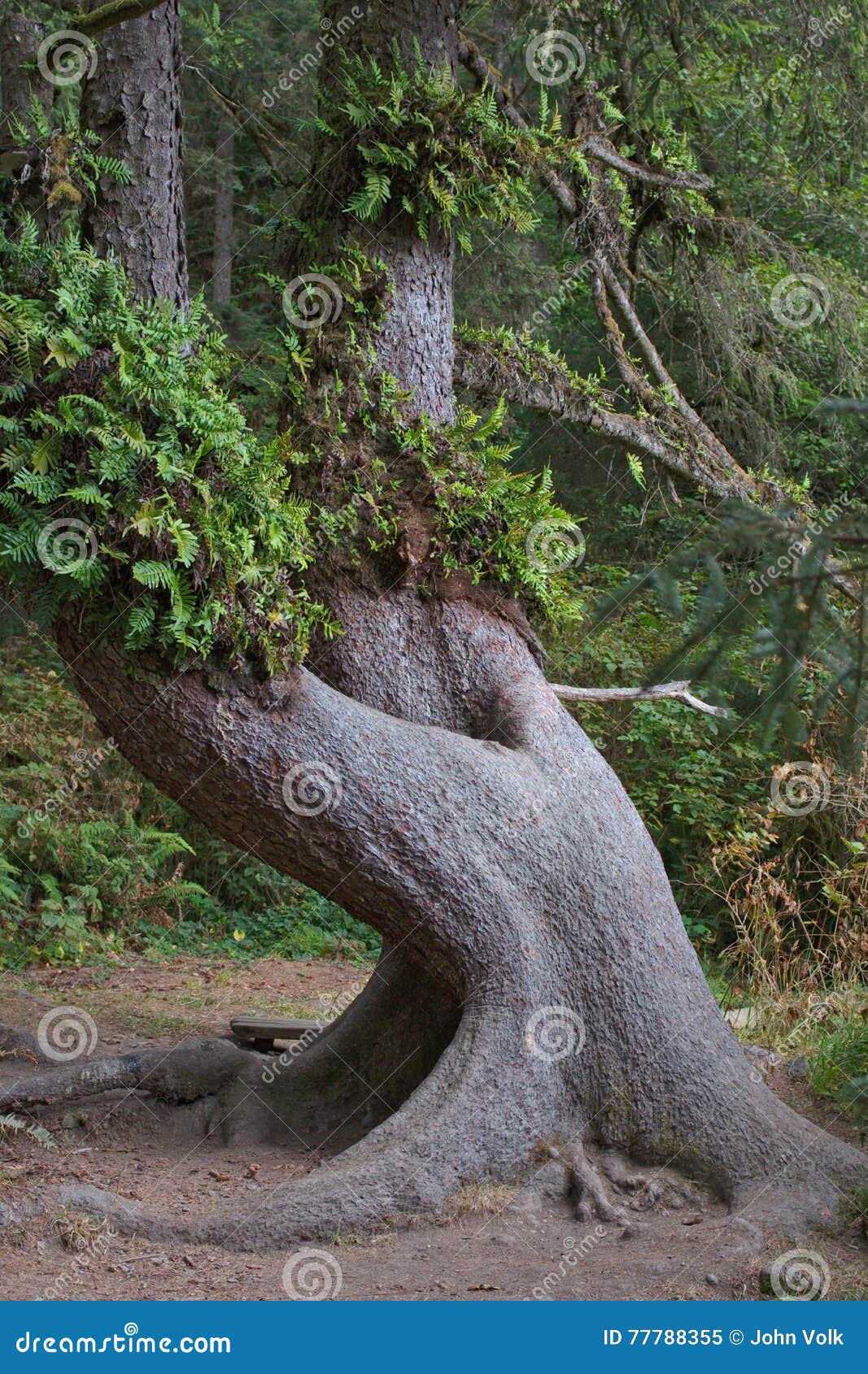Interesting Tree With Ferns Royalty-Free Stock Photography ...