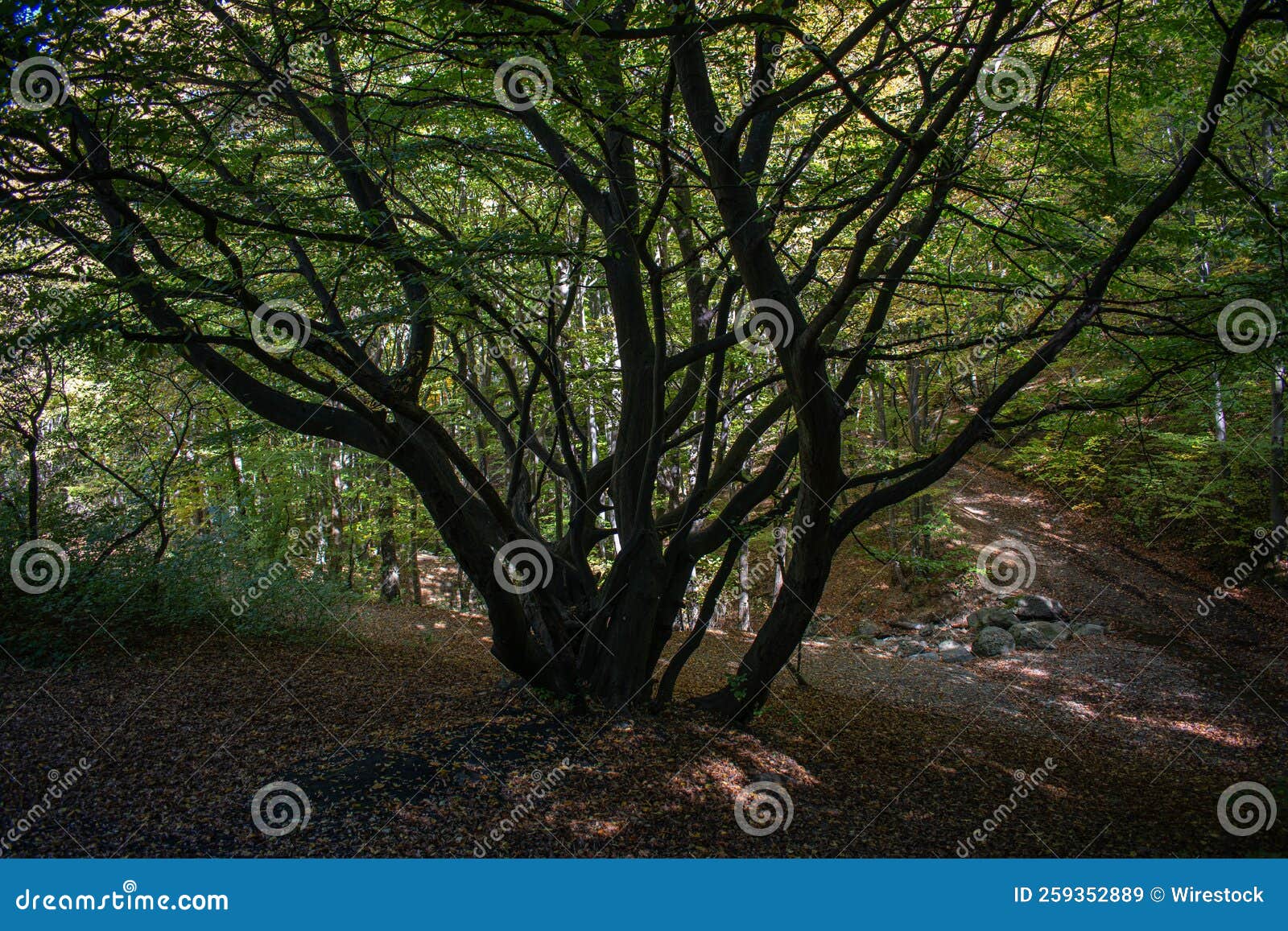 Interesting Tree in the Green Forest Stock Image - Image of foliage ...