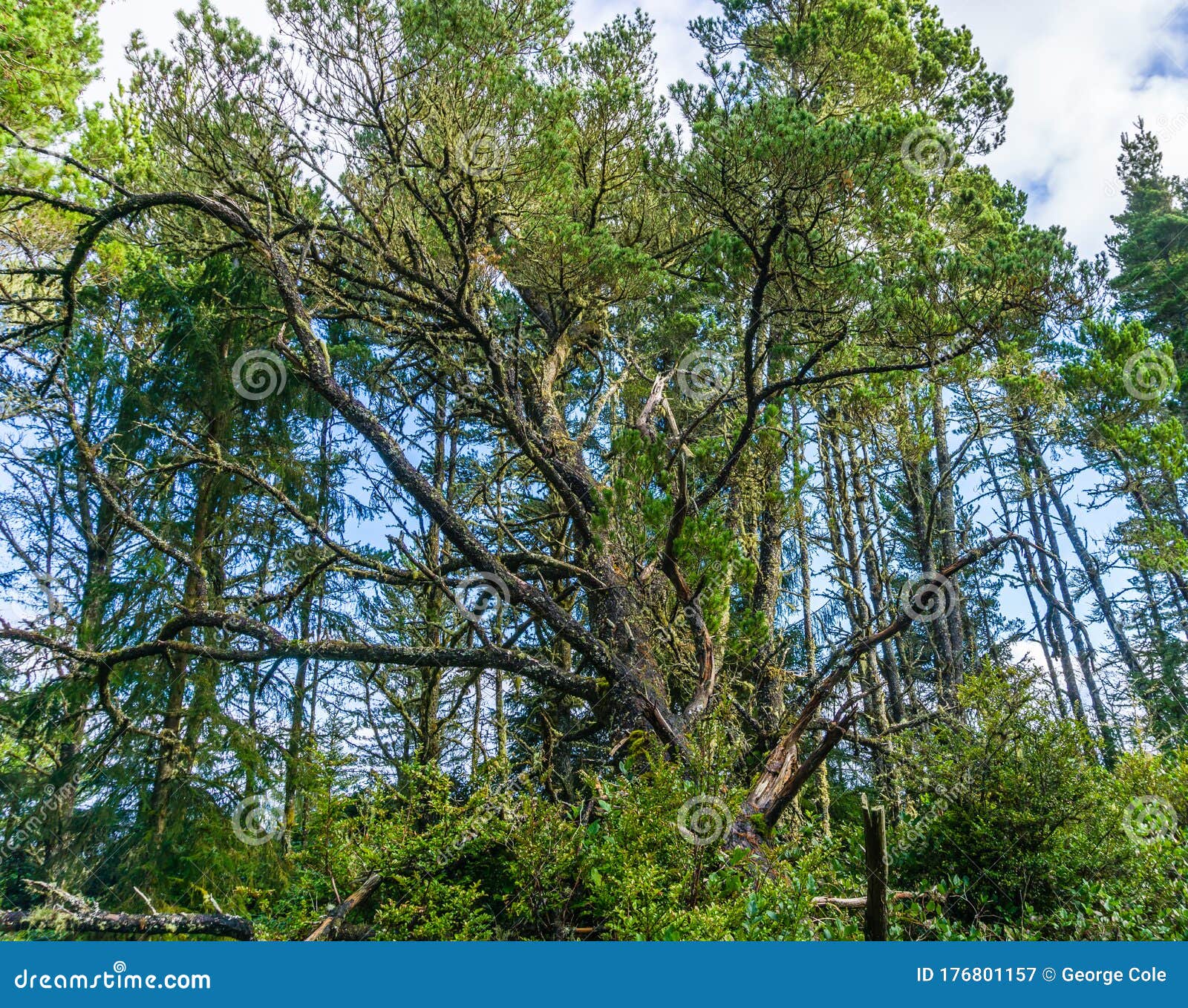 Interesting Tree Scene stock image. Image of tree, scenic - 176801157