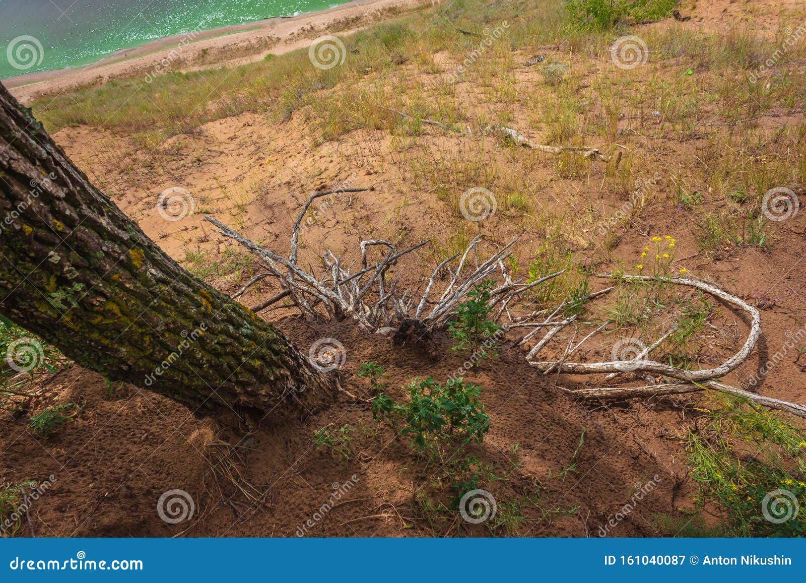 Interesting Tree Roots on a Cliff Stock Image - Image of rock, autumn ...