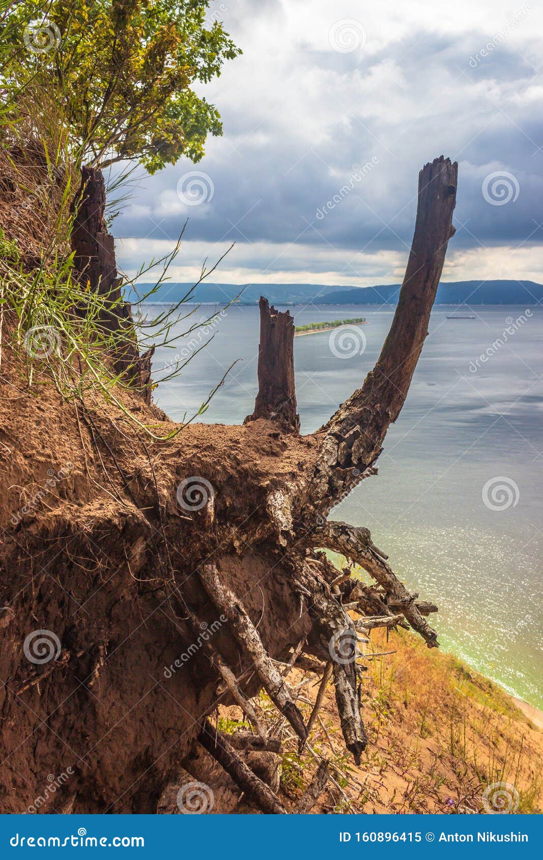 Interesting Tree Roots on a Cliff Stock Image - Image of outdoor, river ...