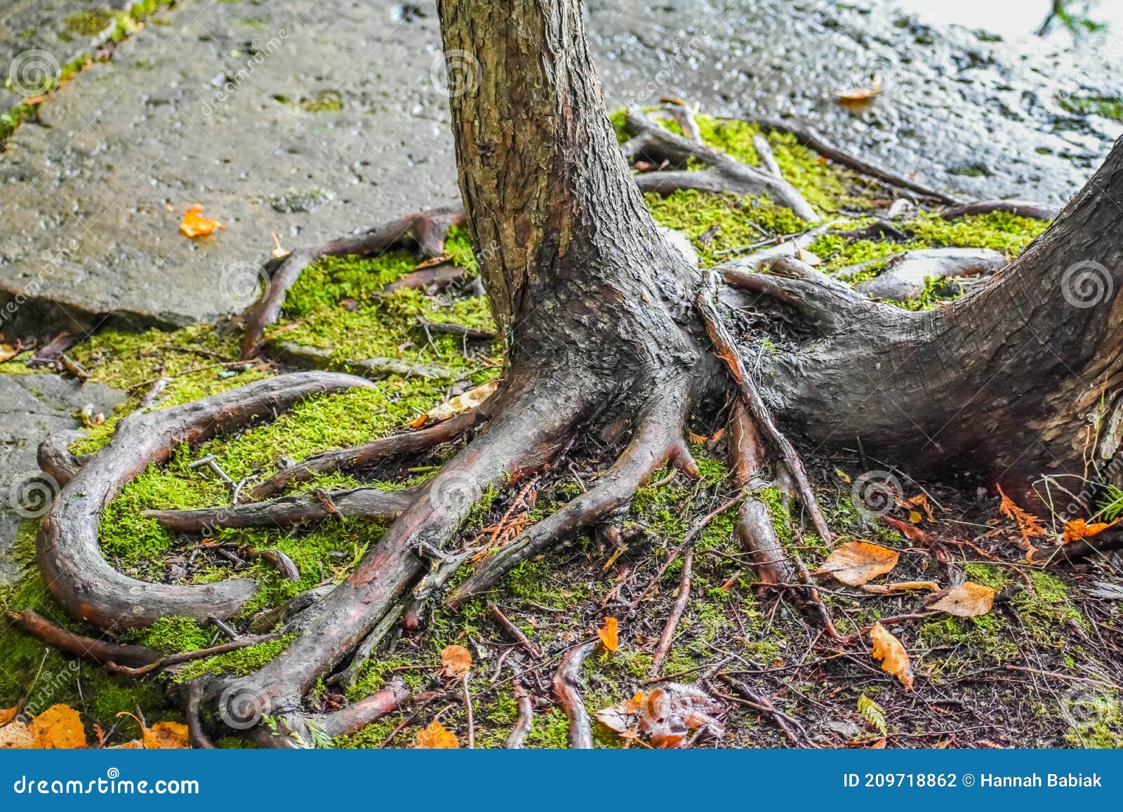 Interesting Tree With Ferns Royalty-Free Stock Photography ...