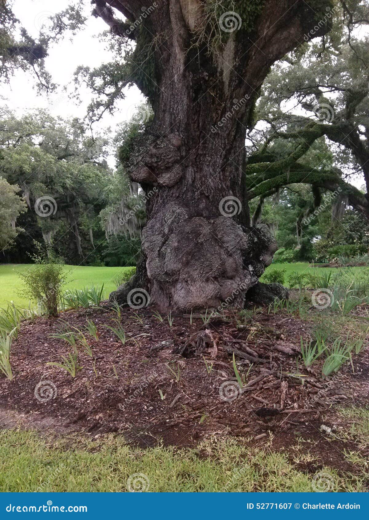 Interesting tree trunk stock image. Image of strange - 52771607
