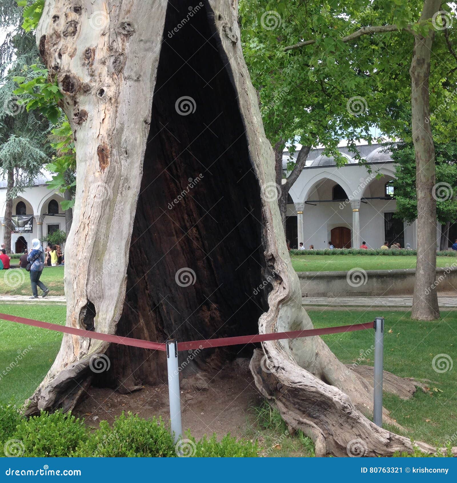 Interesting tree trunk stock image. Image of garden, trunk - 80763321