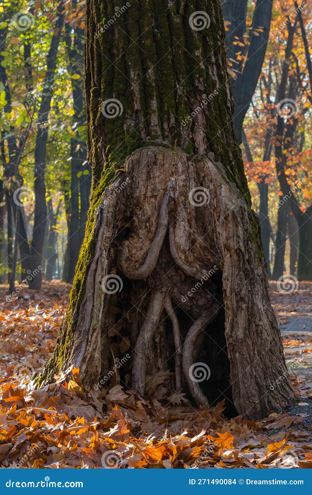 An Interesting Tree Trunk Structure is Being Revealed by the Missing ...