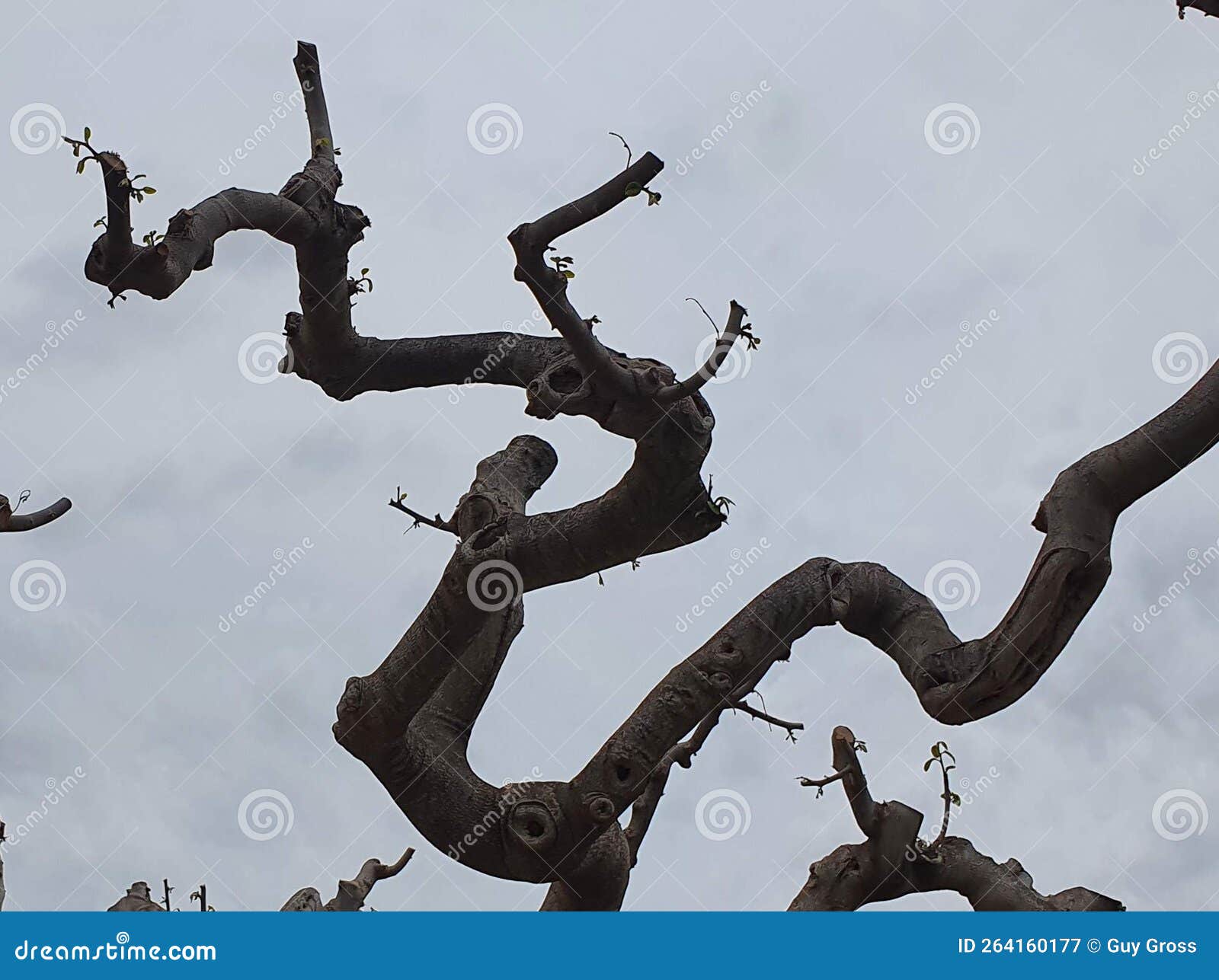 Interesting Tree with White Sky Stock Image - Image of iron, spring ...