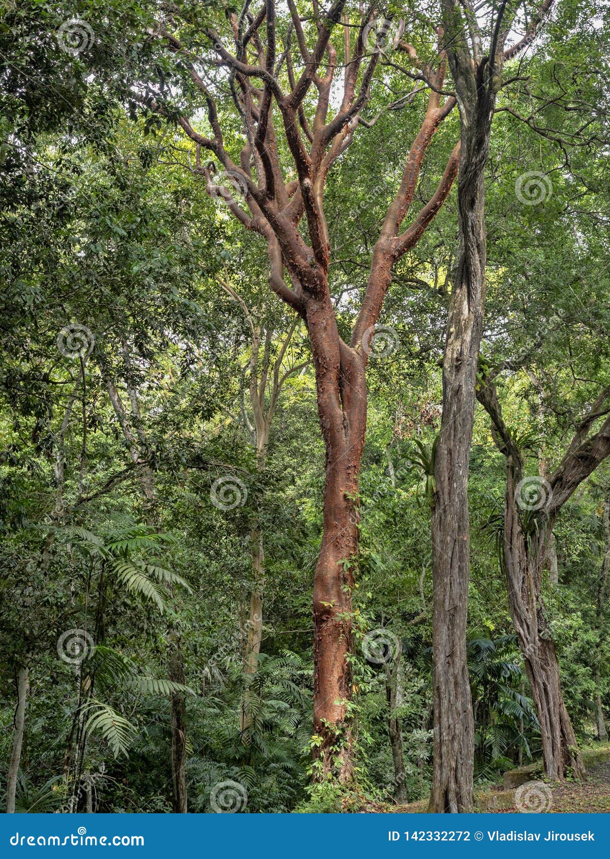 Interesting Trees in Tropical Forest, Guatemala Stock Photo - Image of ...