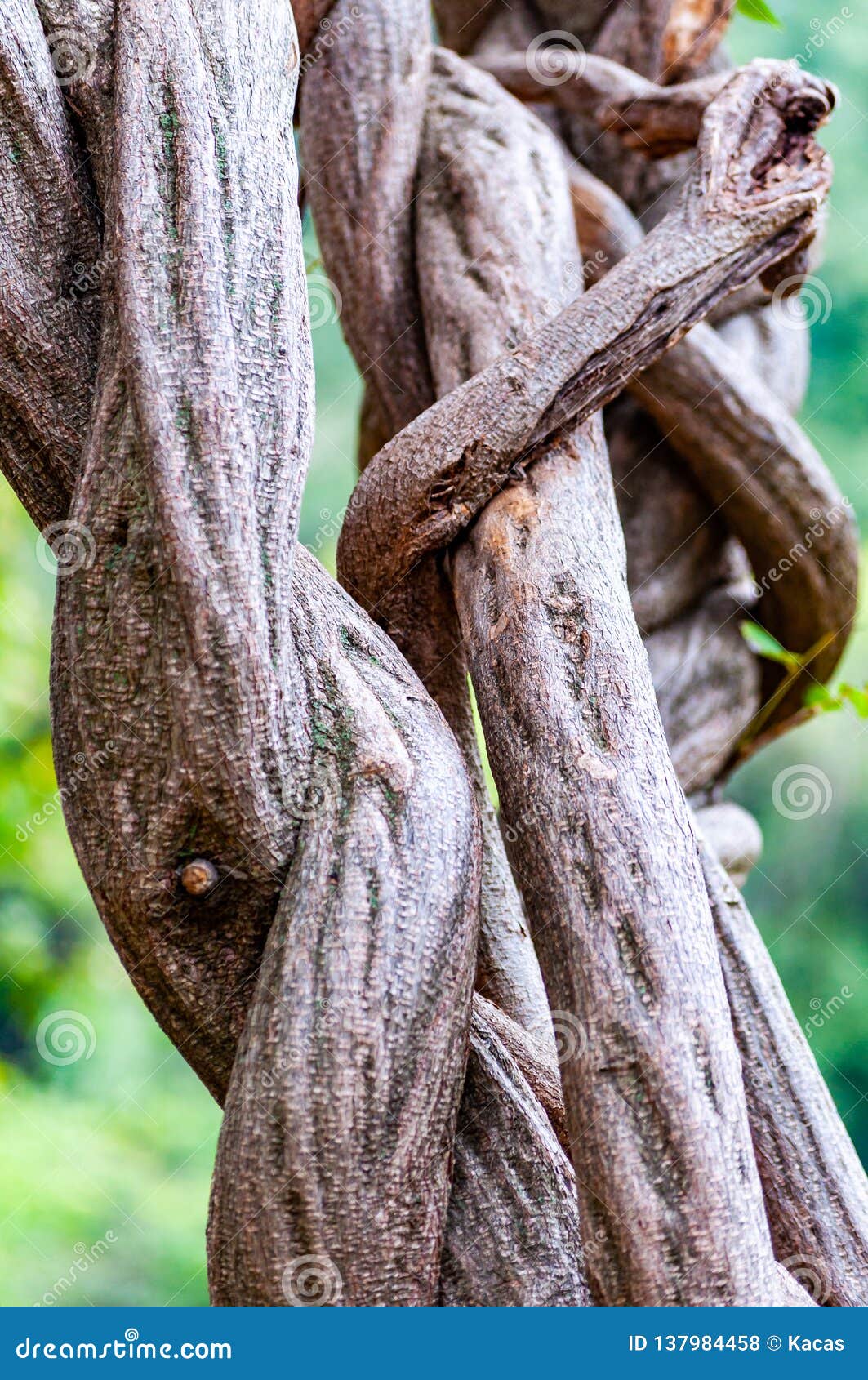 Interesting Twisted Shapes, Patterns of a Growing Tree Branches Stock ...