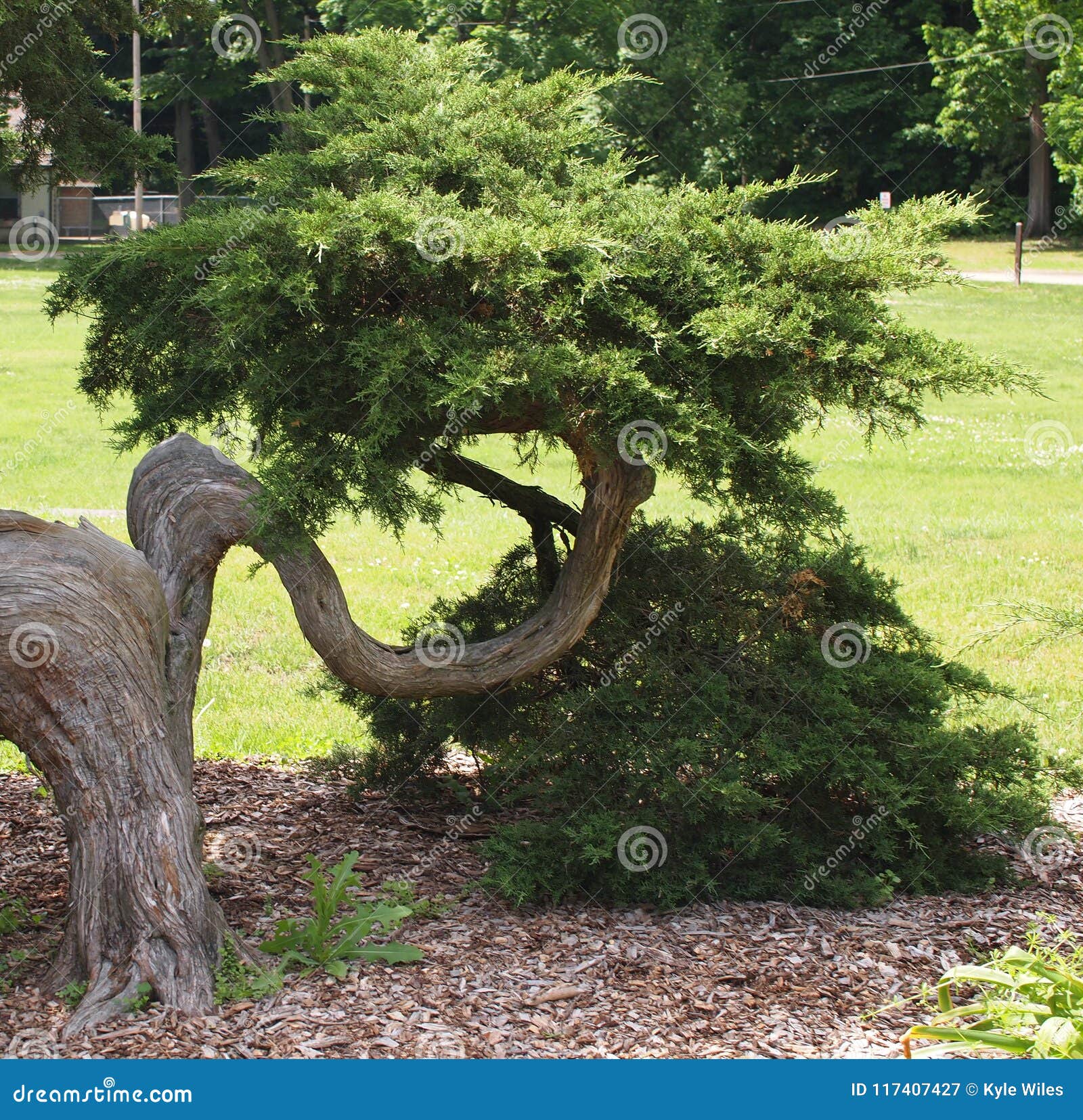 Green u shaped tree limb stock image. Image of wood - 117407427