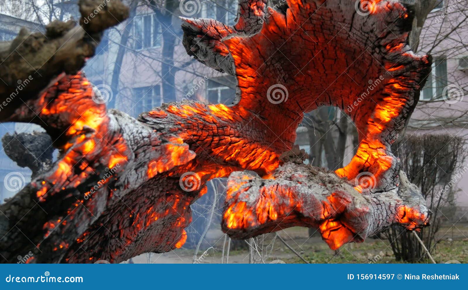Interesting Unusual Smoldering and Burning Old Tree Stump, Glowing from ...