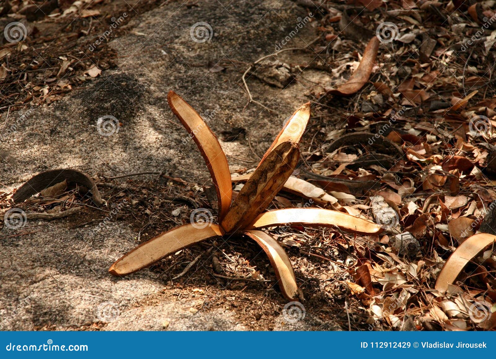Interesting Vegetation of the Matopos National Park, Zimbabwe Stock ...