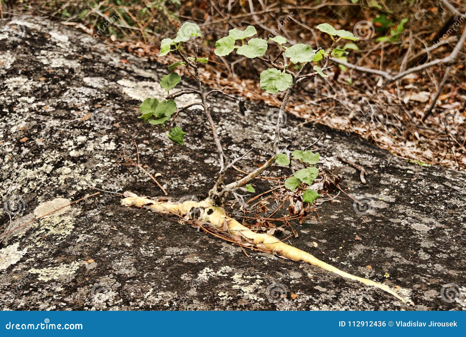 Interesting Vegetation of the Matopos National Park, Zimbabwe Stock ...