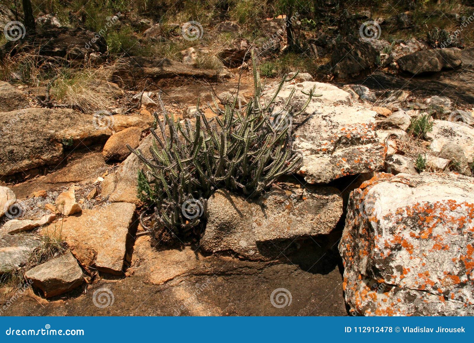 Interesting Vegetation Of The Matopos National Park, Zimbabwe Stock ...