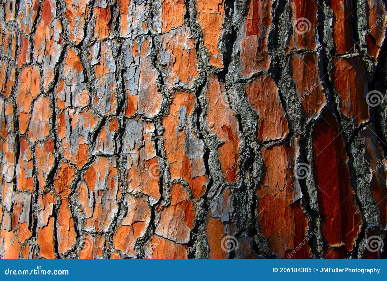 Interesting and Vibrantly Colorful Tree Bark Pattern Stock Image ...