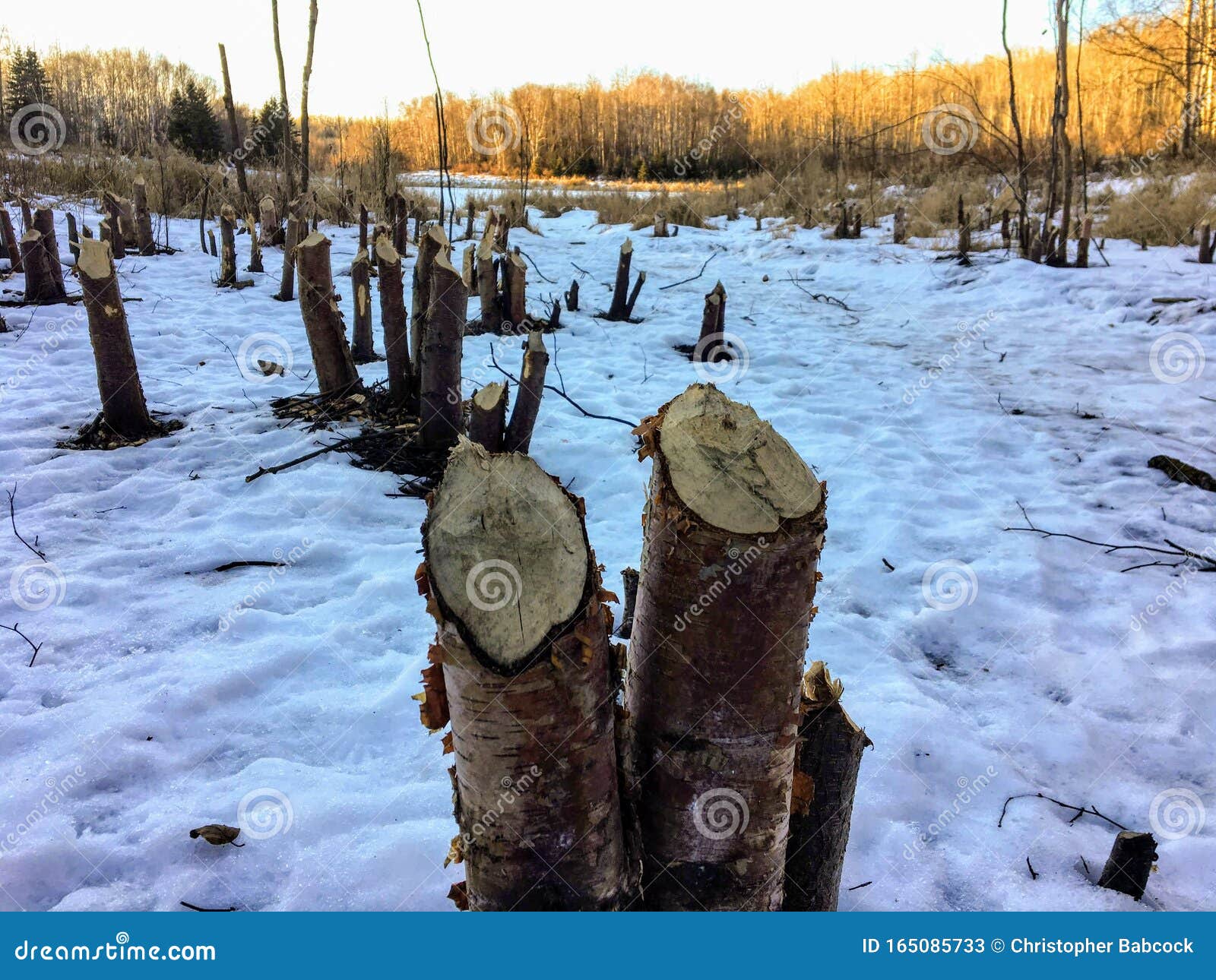 An Interesting View of Tree Stumps Caused from Beavers Chewing Down ...