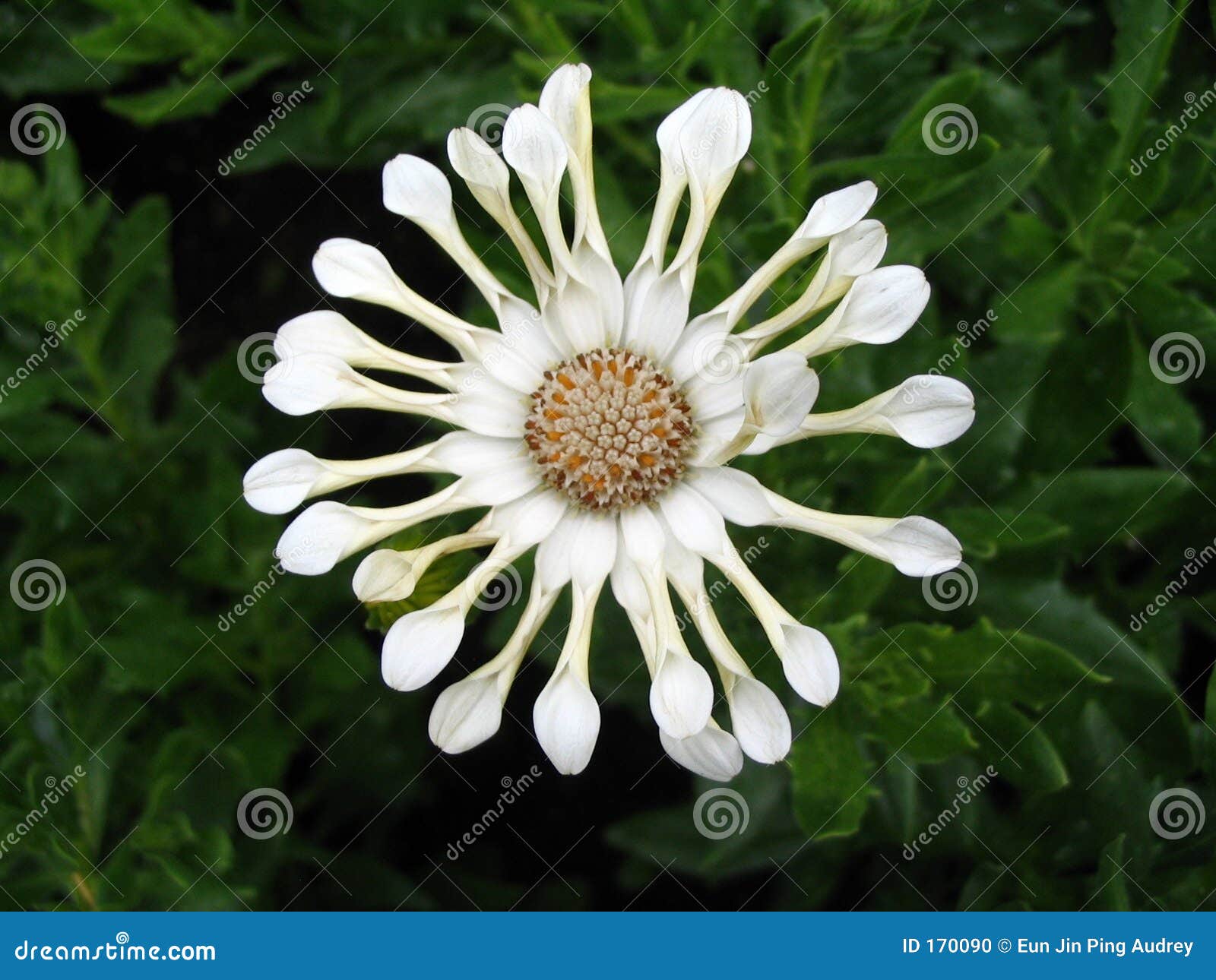 Interesting White Flower stock photo. Image of yellow, nature - 170090