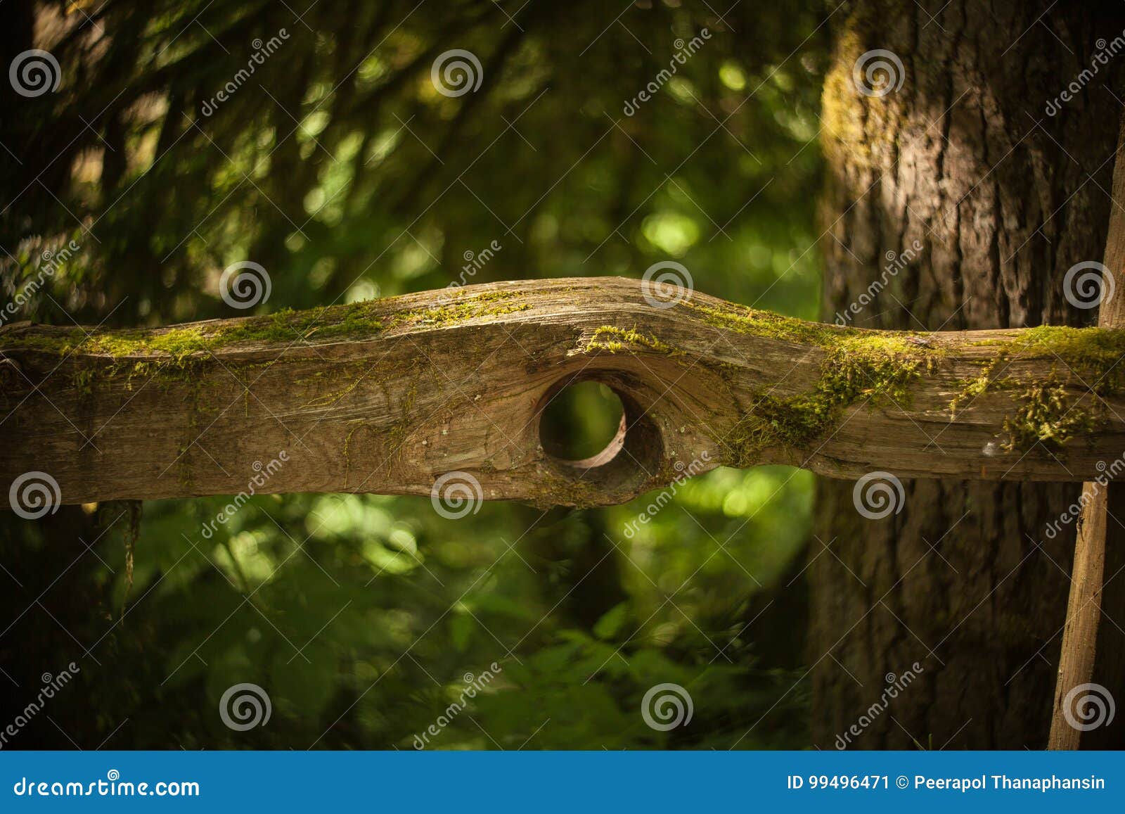 Interesting wood shape stock image. Image of wood, leaf - 99496471