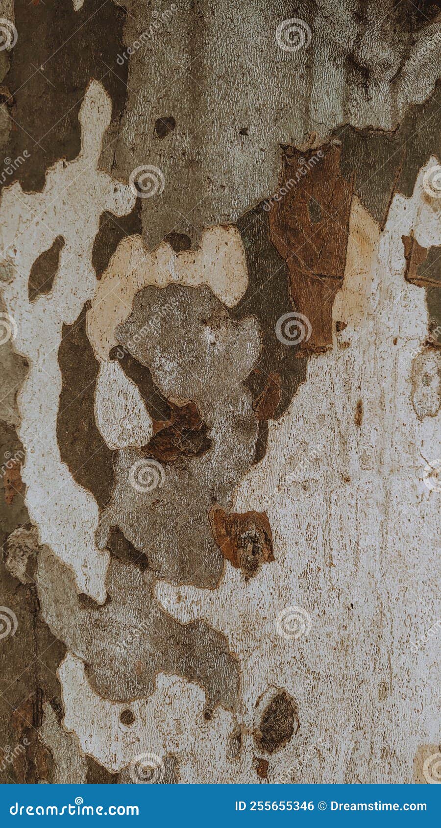 Interesting wood texture stock photo. Image of design - 255655346