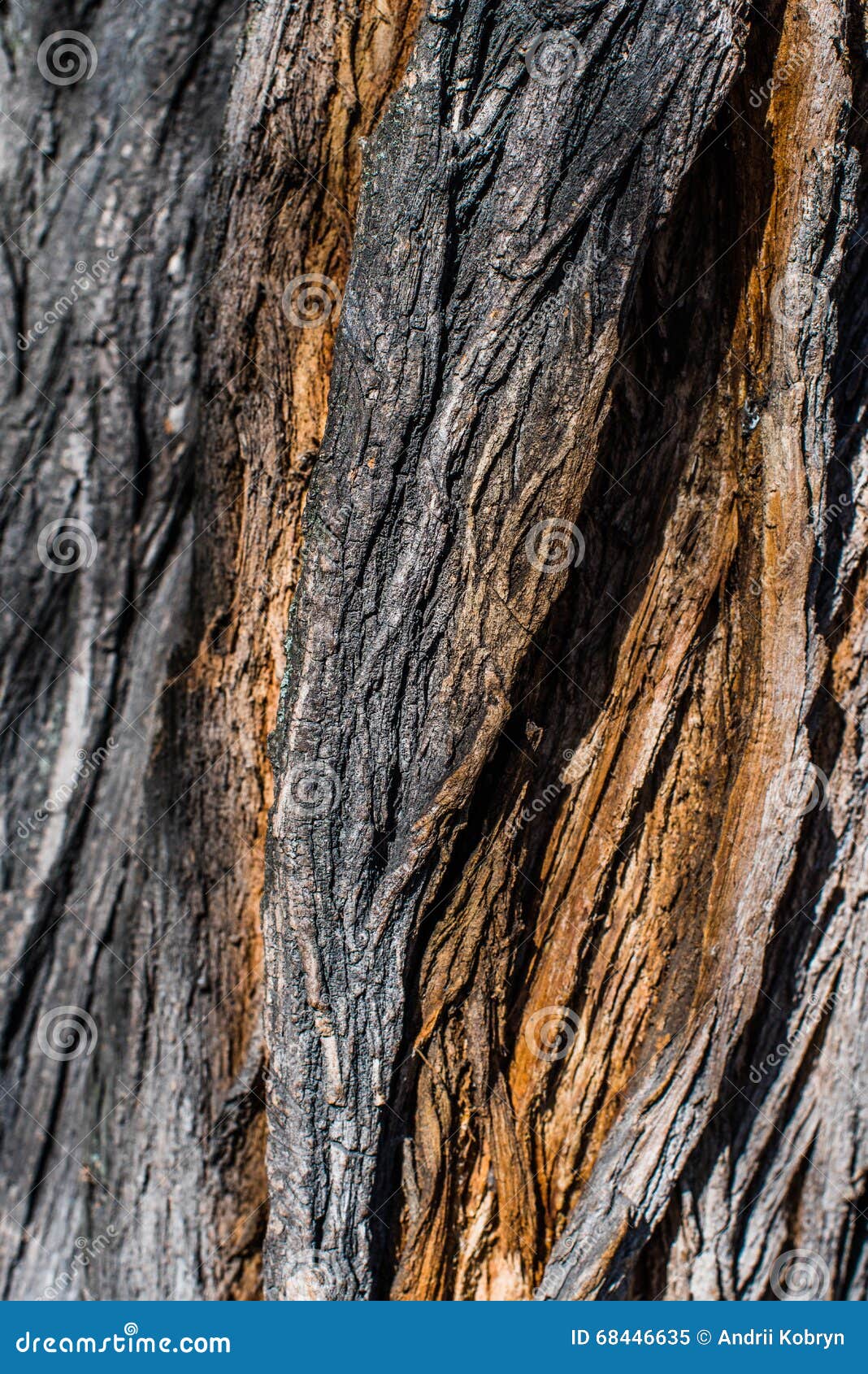 Interesting Wooden Bark Close Up. Natural Patterns Stock Image - Image ...