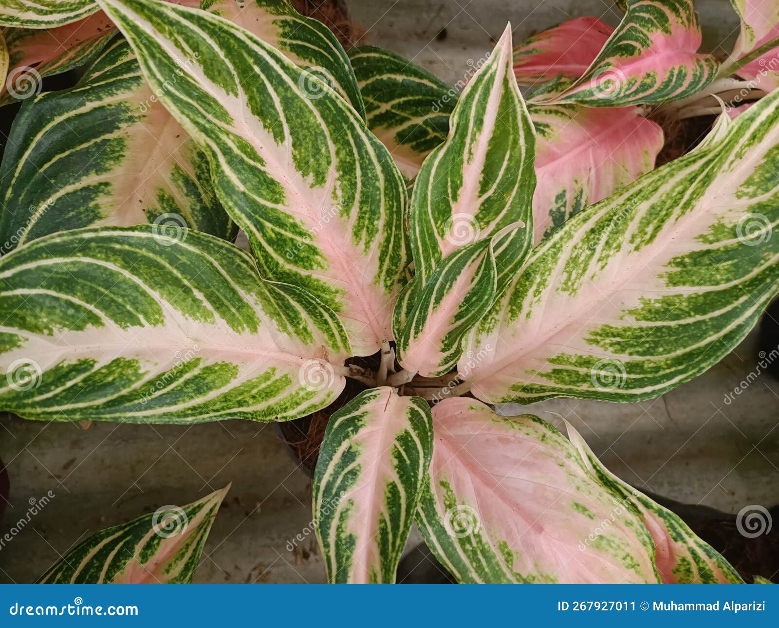 Interestingly Colored Ornamental Trees are Very Beautiful Stock Image ...