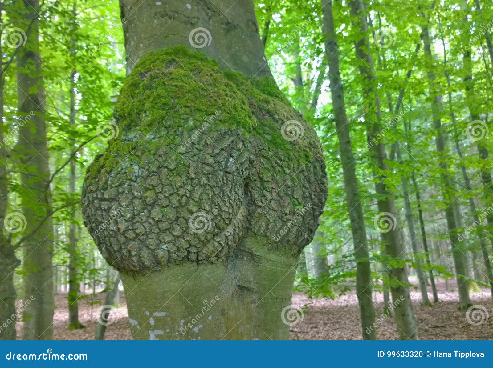 Interestingly Shaped Tree Trunk, Southern Bohemia Stock Photo - Image ...