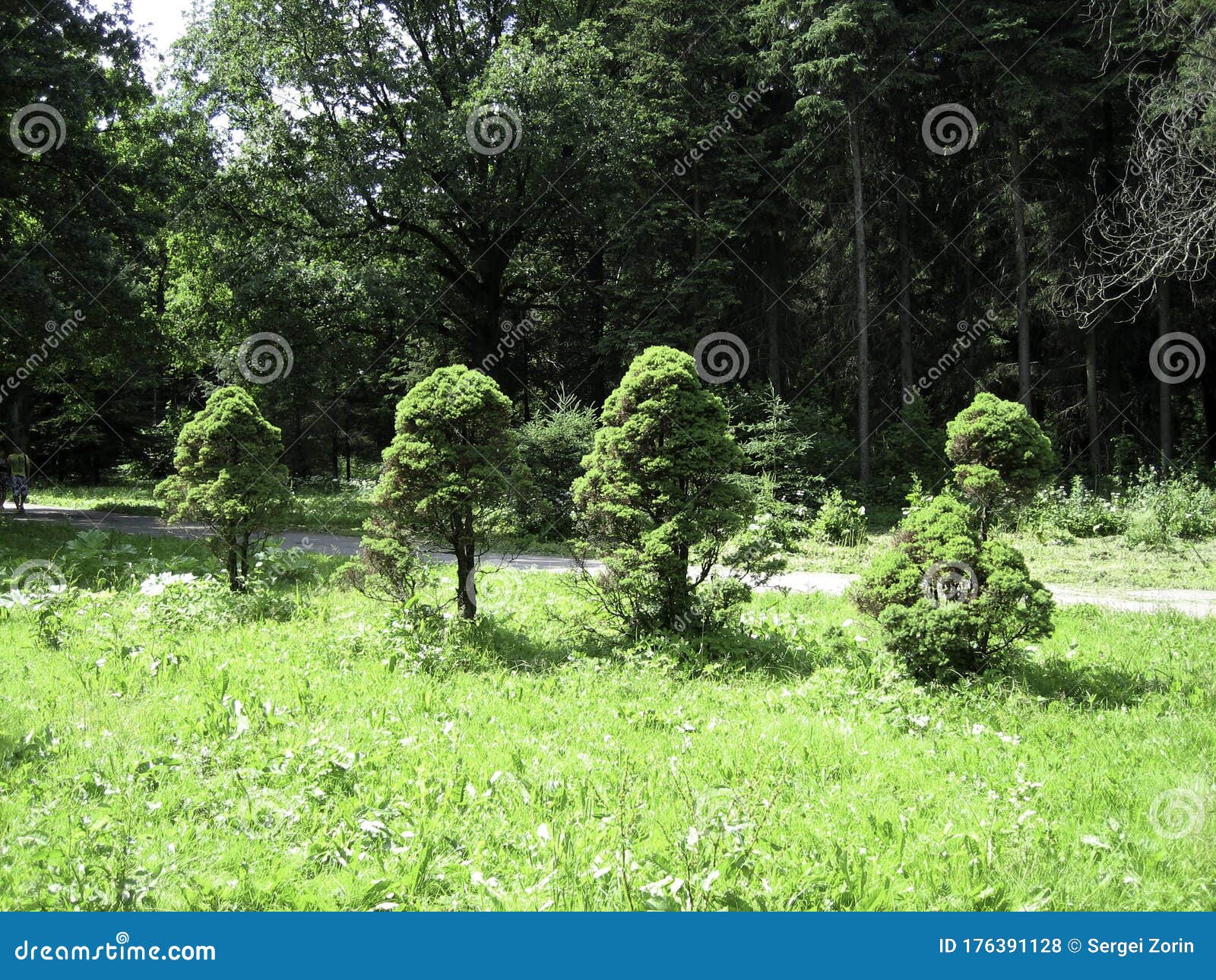 Interestingly Trimmed Small Bushes-round-shaped Trees in the Botanical ...