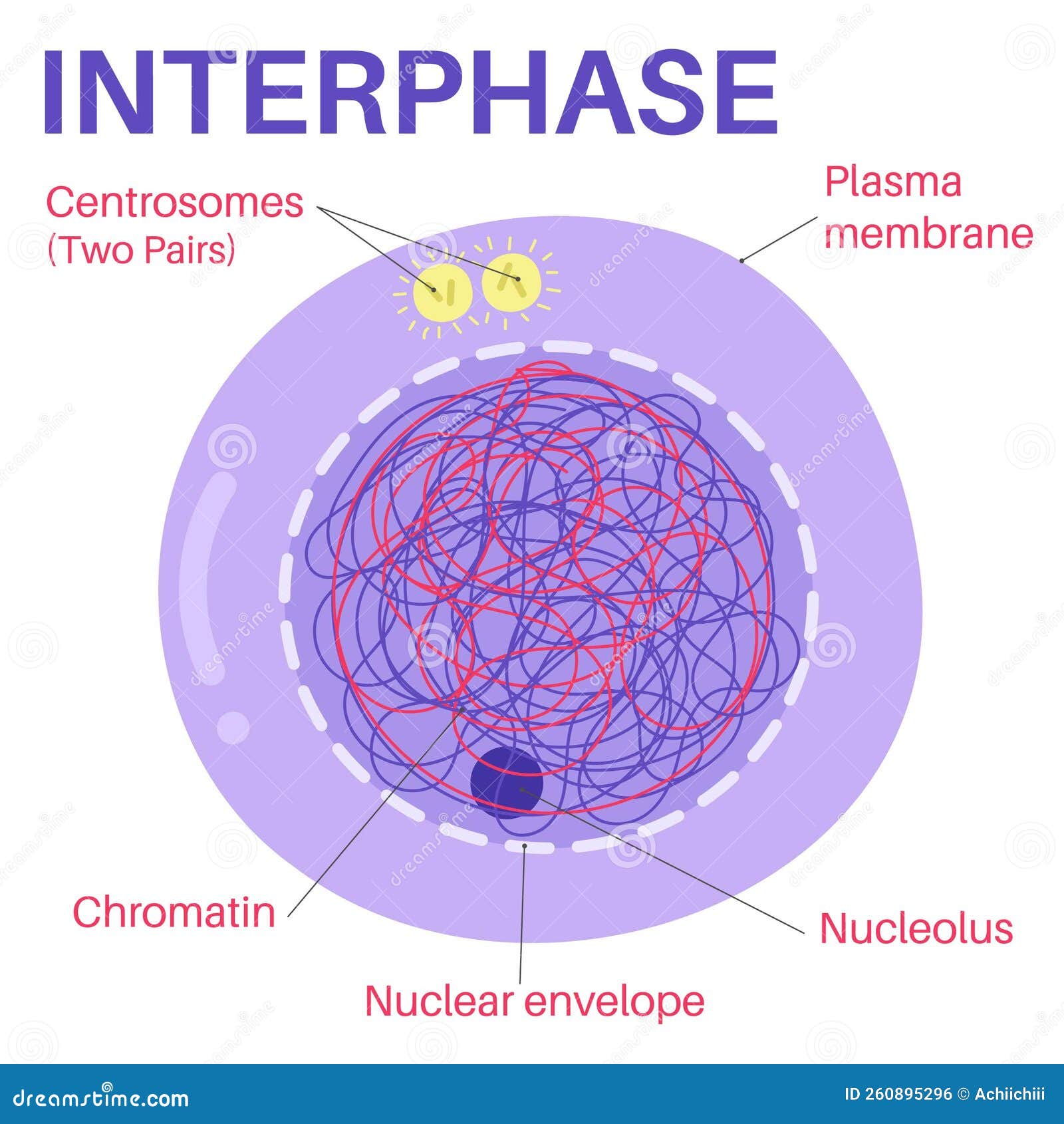 Interfase is Het Deel Van De Celcyclus. Vector Illustratie ...