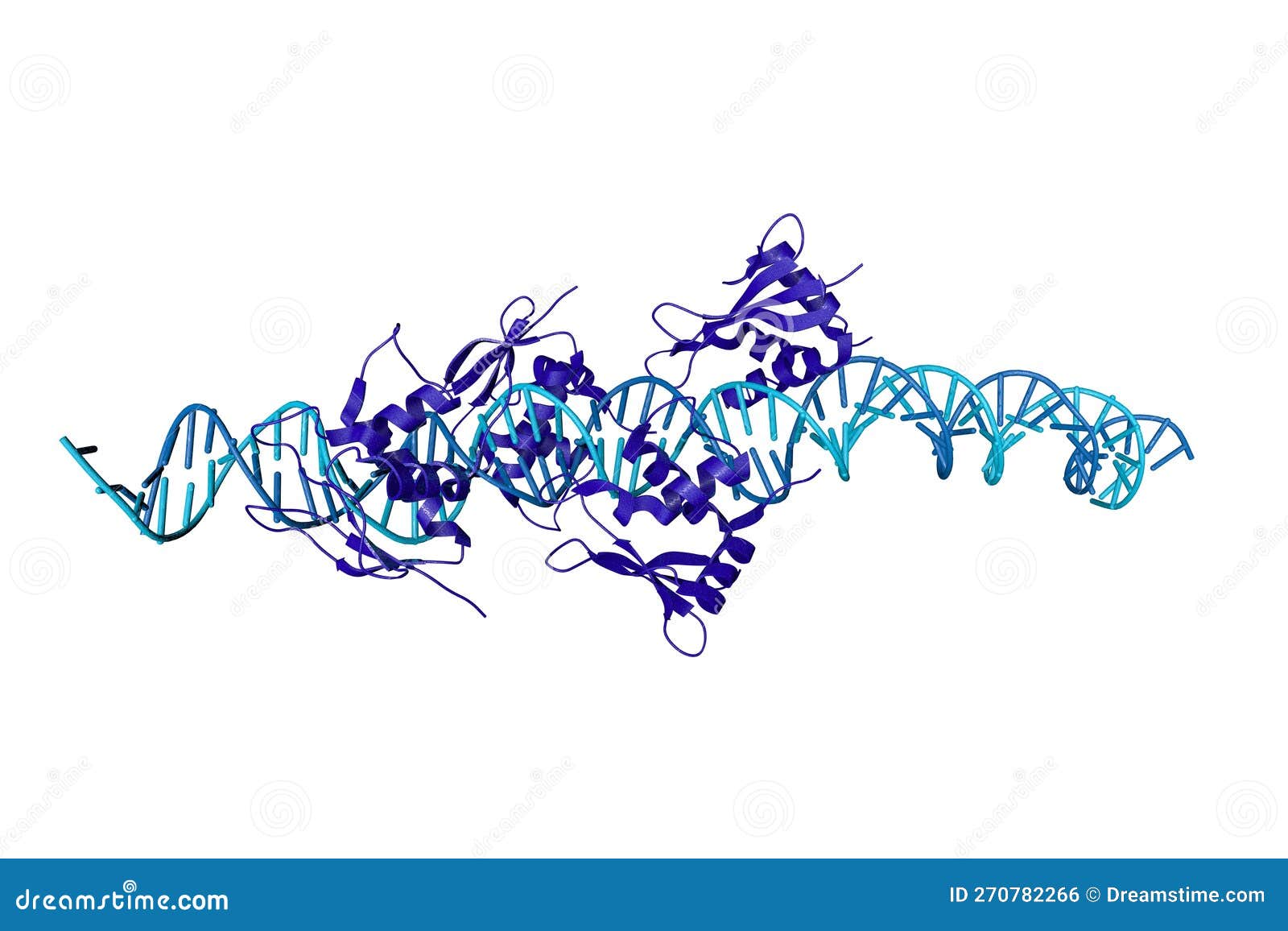 Interferon Regulating Factor 3 (IRF3) Bound To the Interferon-beta ...