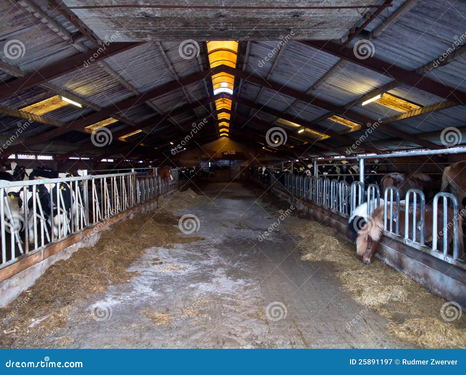 The interior of a barn stock image. Image of dairy, industry - 25891197